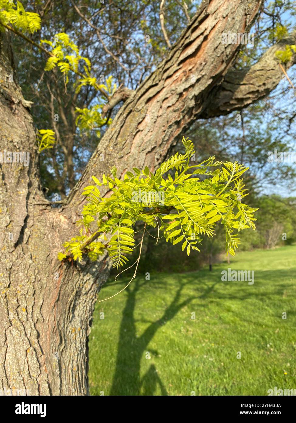 honey locust (Gleditsia triacanthos Stock Photo - Alamy