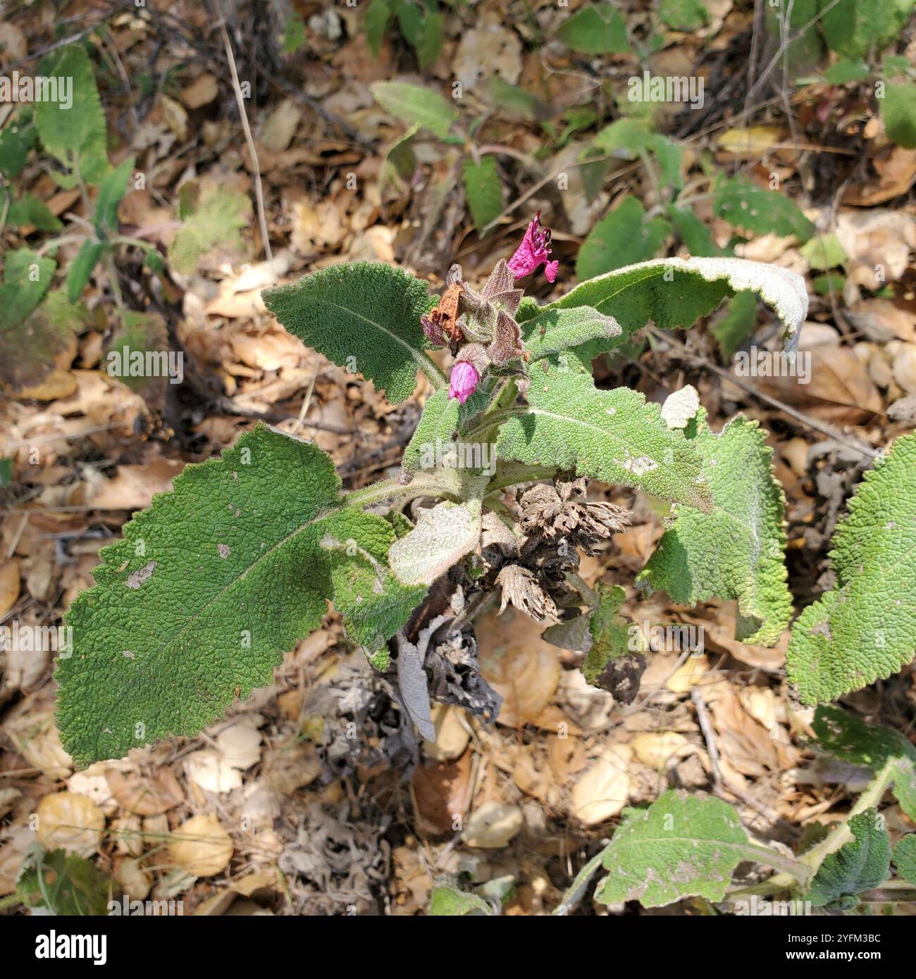 Hummingbird Sage (Salvia spathacea Stock Photo - Alamy