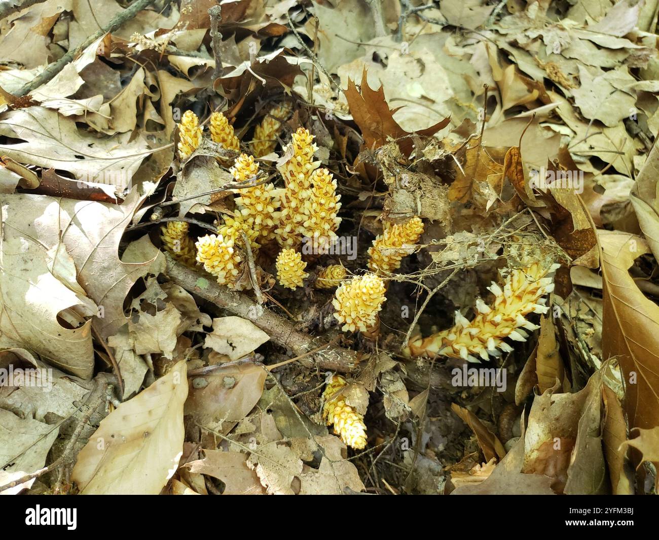 American cancer-root (Conopholis americana Stock Photo - Alamy