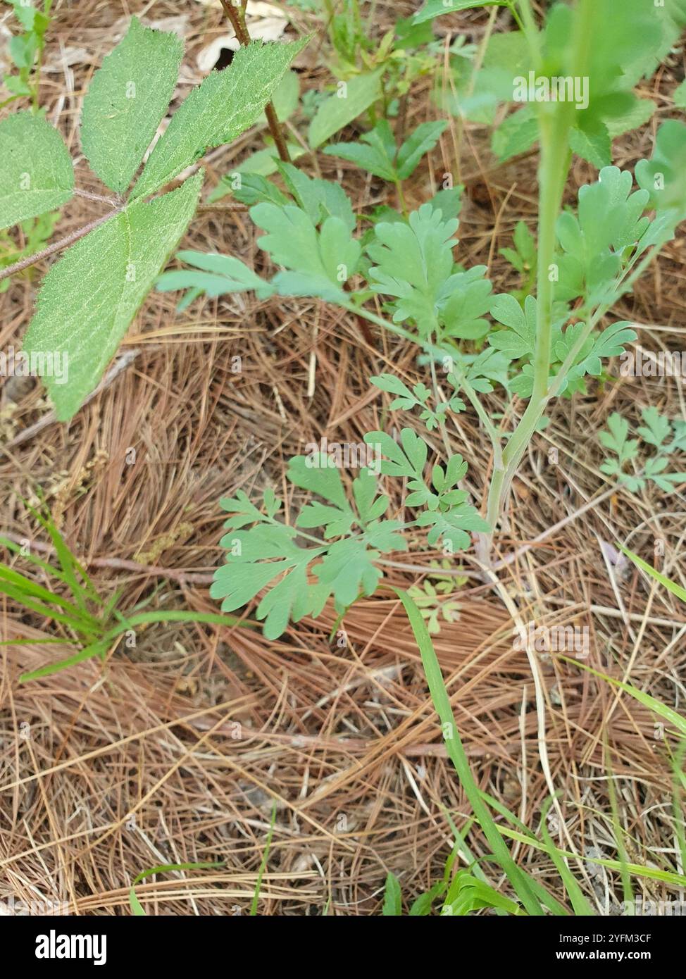 Capnoides sempervirens hi-res stock photography and images - Alamy