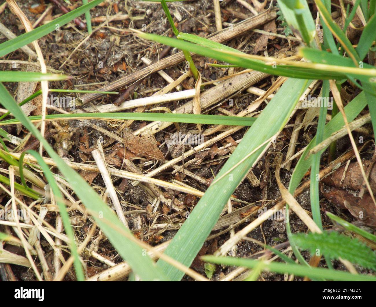 Fox Spiders (Alopecosa Stock Photo - Alamy