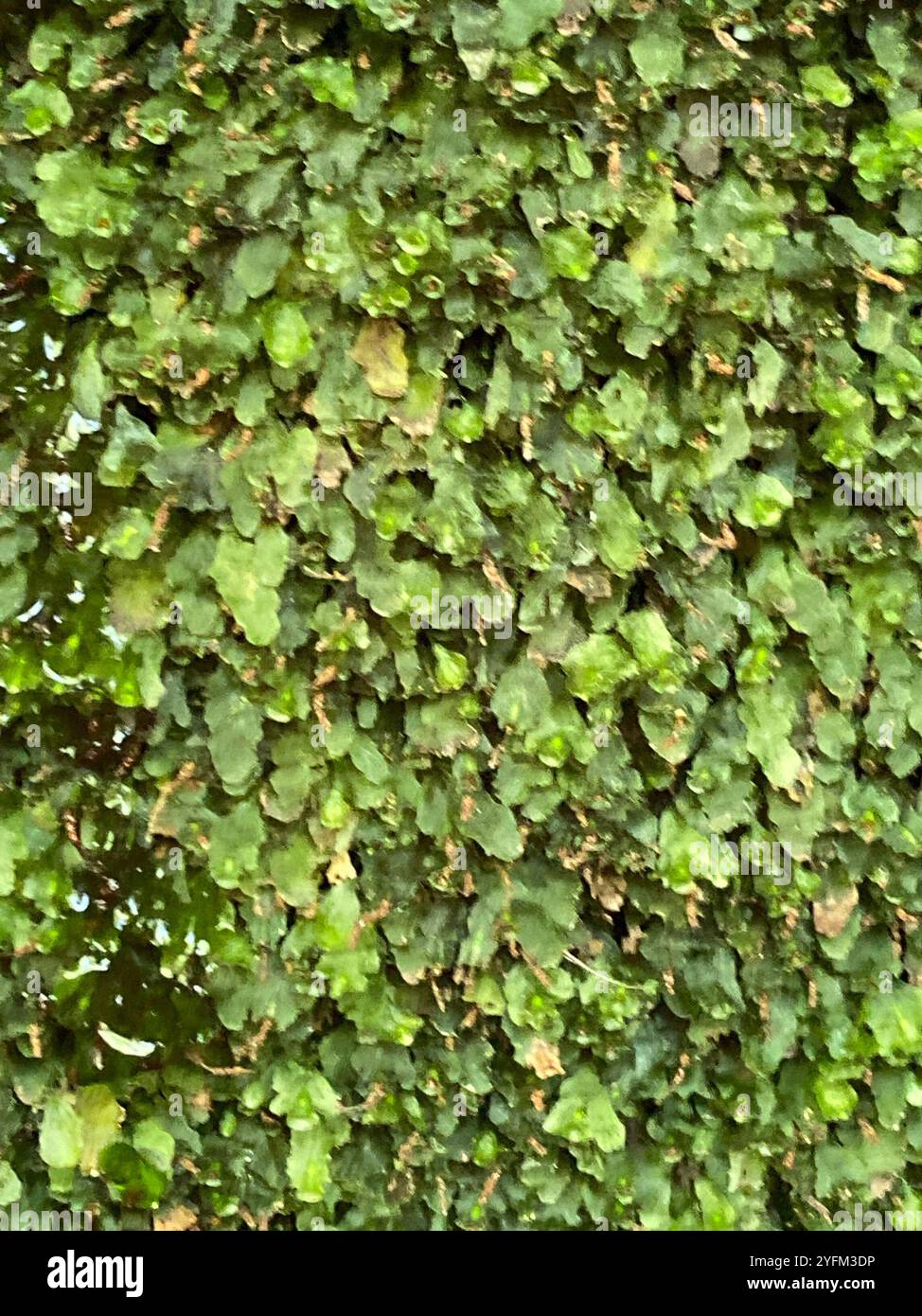 dwarf filmy fern (Didymoglossum petersii Stock Photo - Alamy