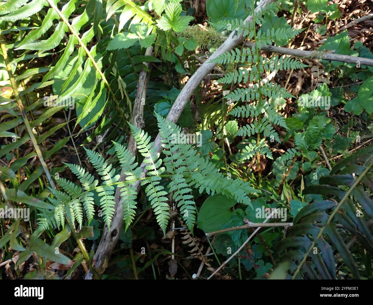 lady fern (Athyrium filix-femina Stock Photo - Alamy
