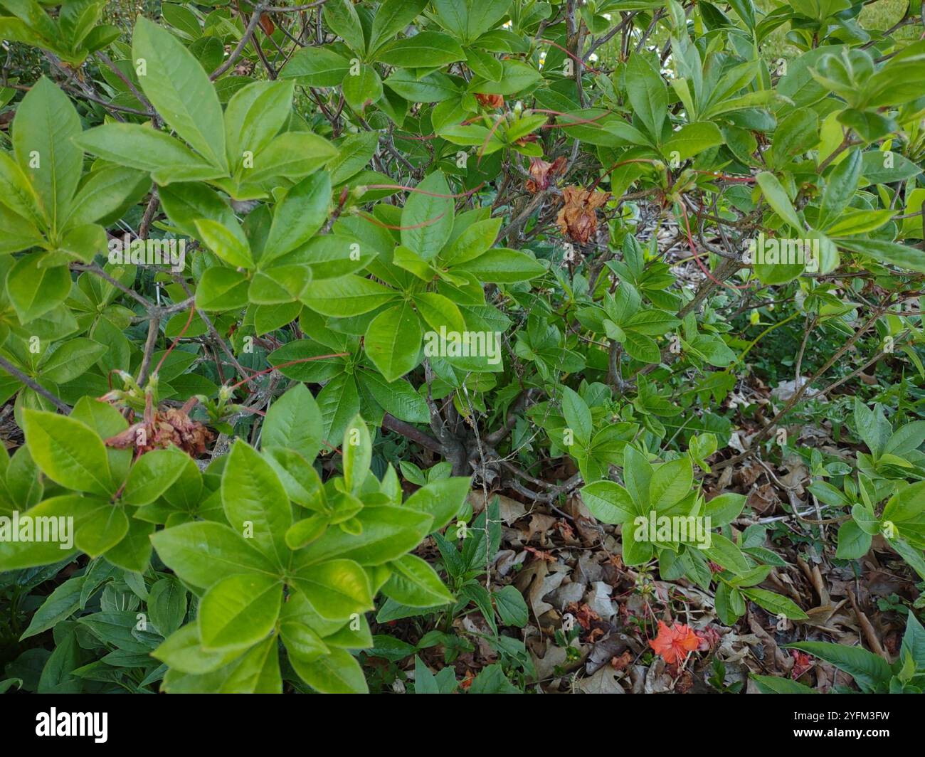 rhododendrons and azaleas (Rhododendron Stock Photo - Alamy