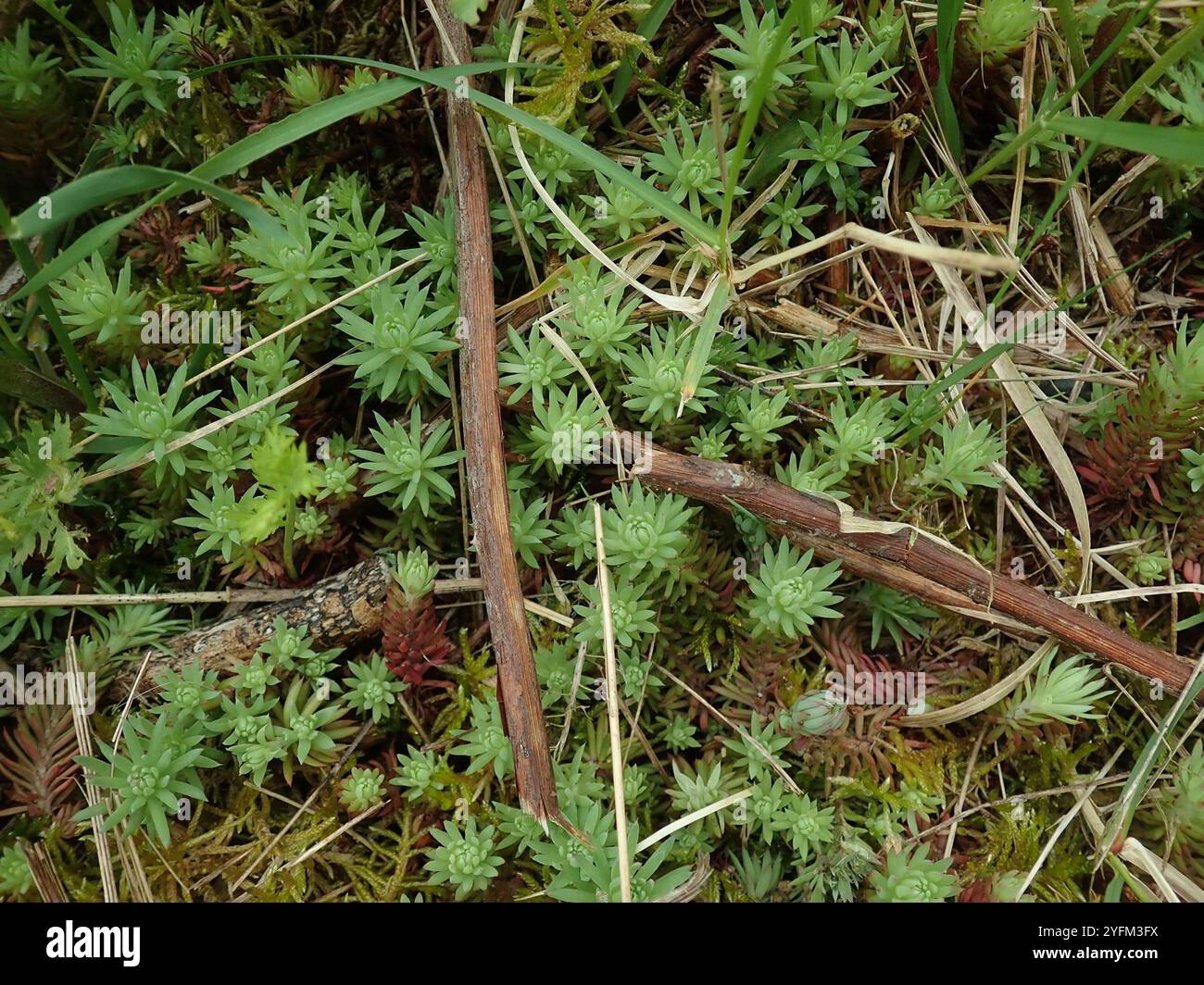 Rock Stonecrop (Petrosedum forsterianum Stock Photo - Alamy