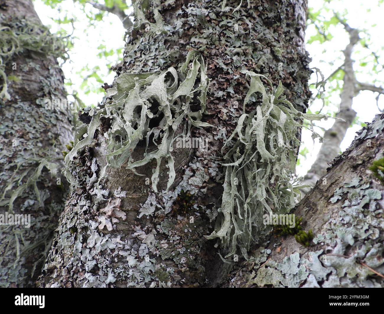 Cartilage lichen hi-res stock photography and images - Alamy