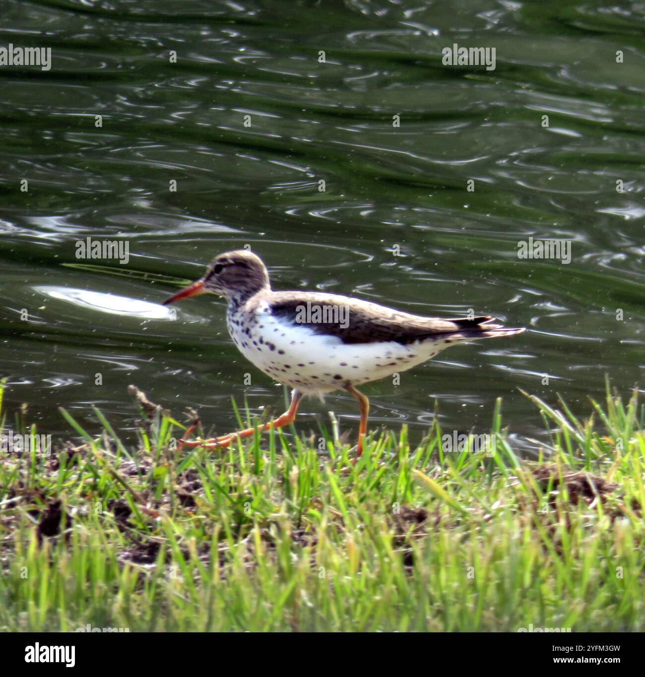 Spotted Sandpiper (Actitis macularius Stock Photo - Alamy
