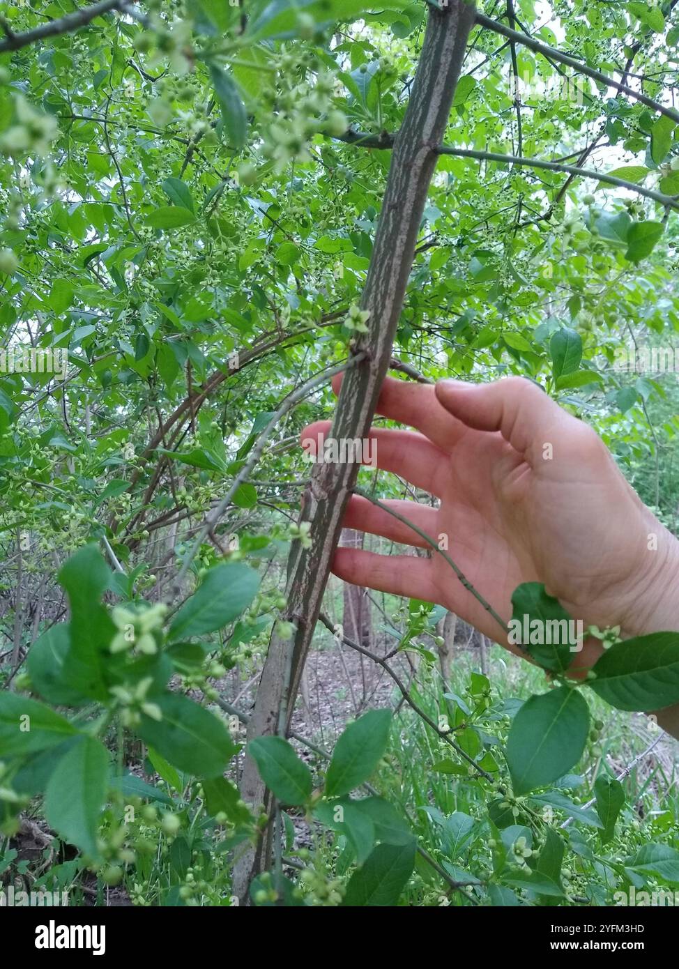Spindle (Euonymus europaeus Stock Photo - Alamy