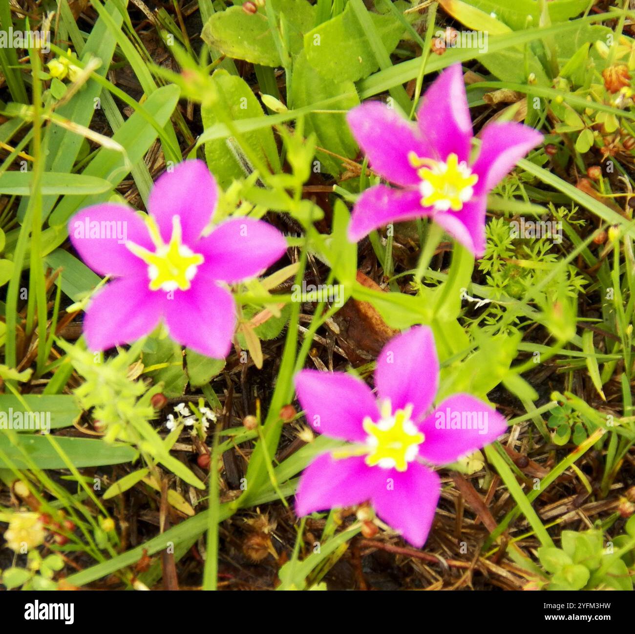 Meadow Pink (Sabatia campestris Stock Photo - Alamy