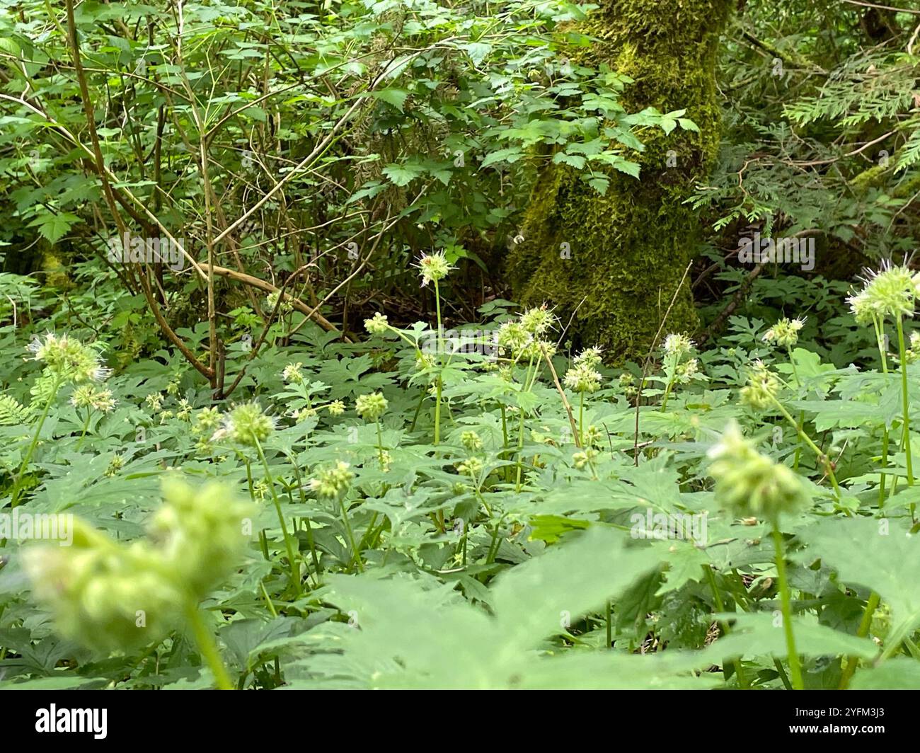 Pacific Waterleaf (Hydrophyllum tenuipes Stock Photo - Alamy