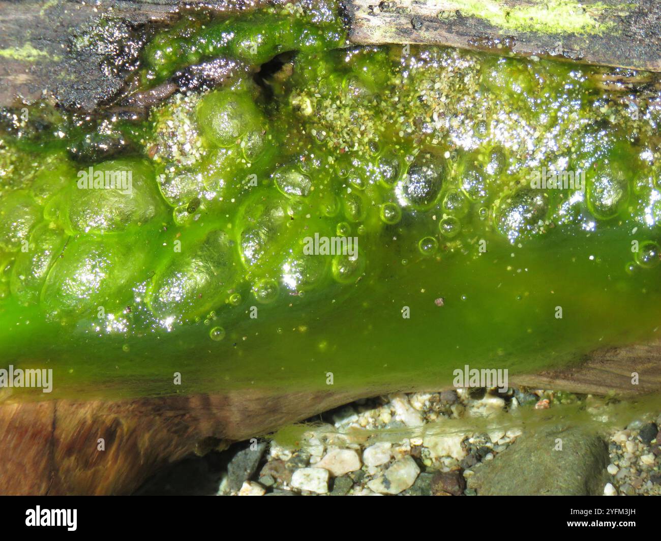 green algae (Chlorophyta Stock Photo - Alamy