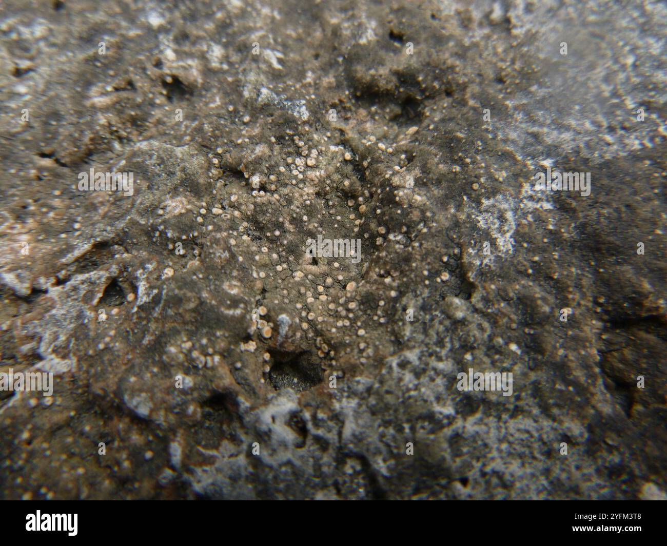 Rock Dimple Lichen (Gyalecta jenensis Stock Photo - Alamy