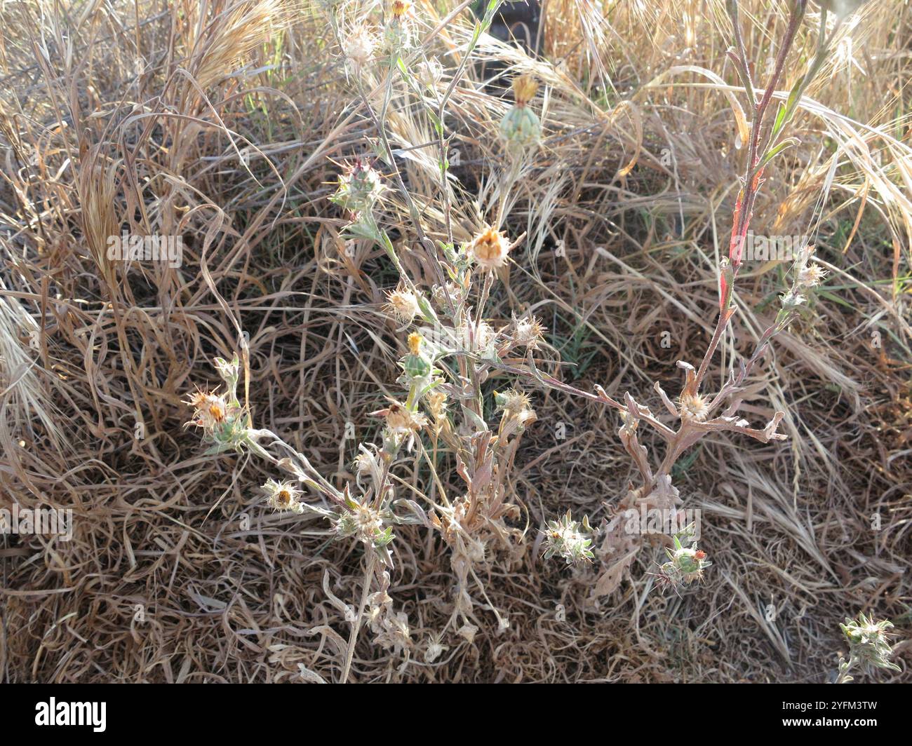 Maltese star-thistle (Centaurea melitensis Stock Photo - Alamy