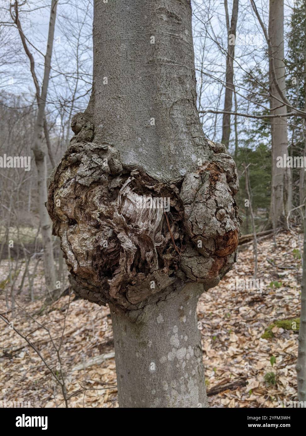 Apple Canker (Neonectria ditissima Stock Photo - Alamy