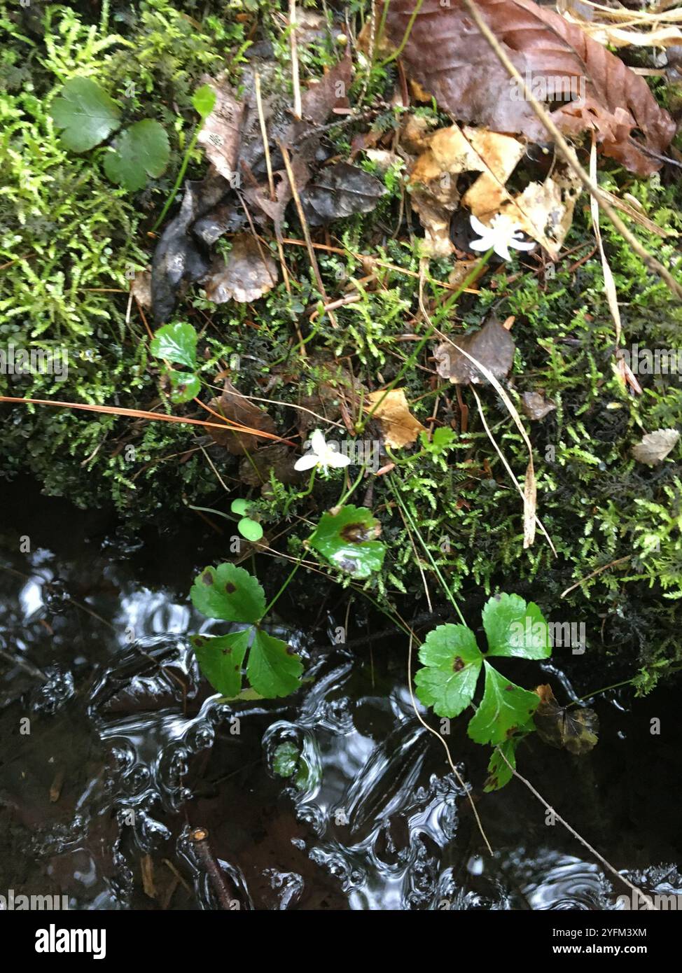 threeleaf goldthread (Coptis trifolia Stock Photo - Alamy