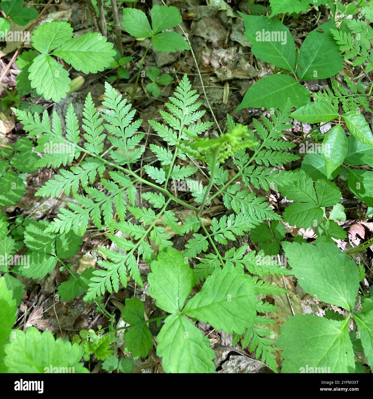rattlesnake fern (Botrypus virginianus Stock Photo - Alamy
