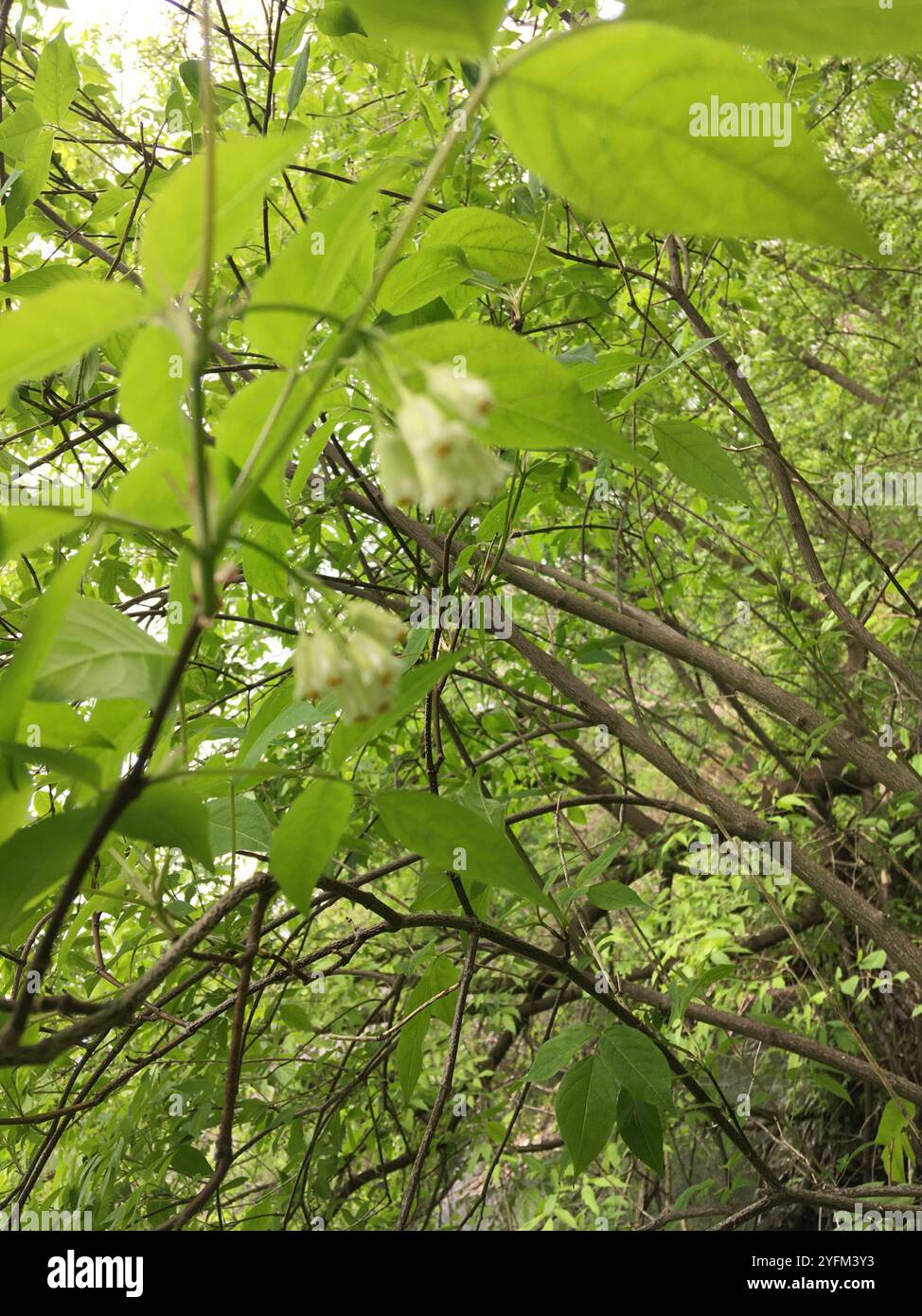 American bladdernut (Staphylea trifolia Stock Photo - Alamy