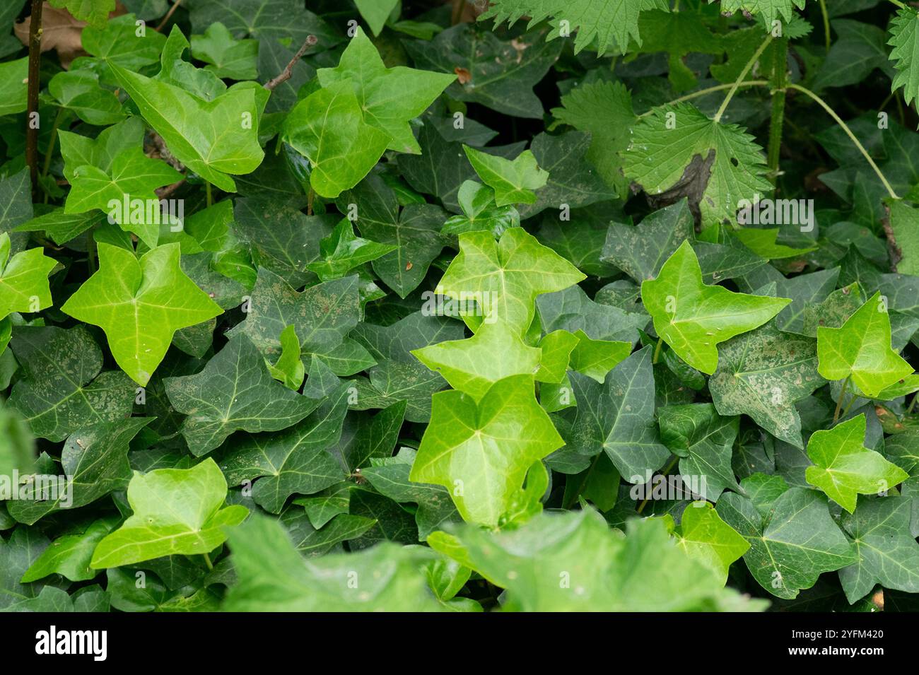 common ivy (Hedera helix Stock Photo - Alamy