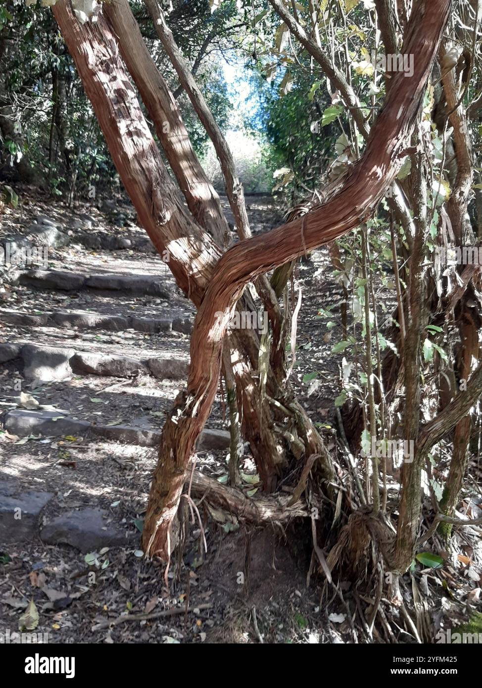 Akiraho (Olearia paniculata Stock Photo - Alamy