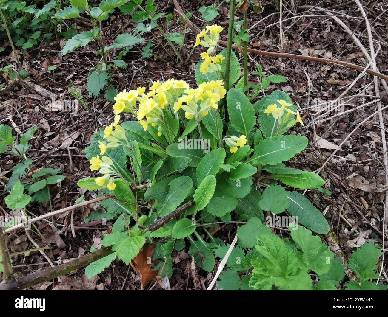 Polyanthus (Primula × polyantha Stock Photo - Alamy