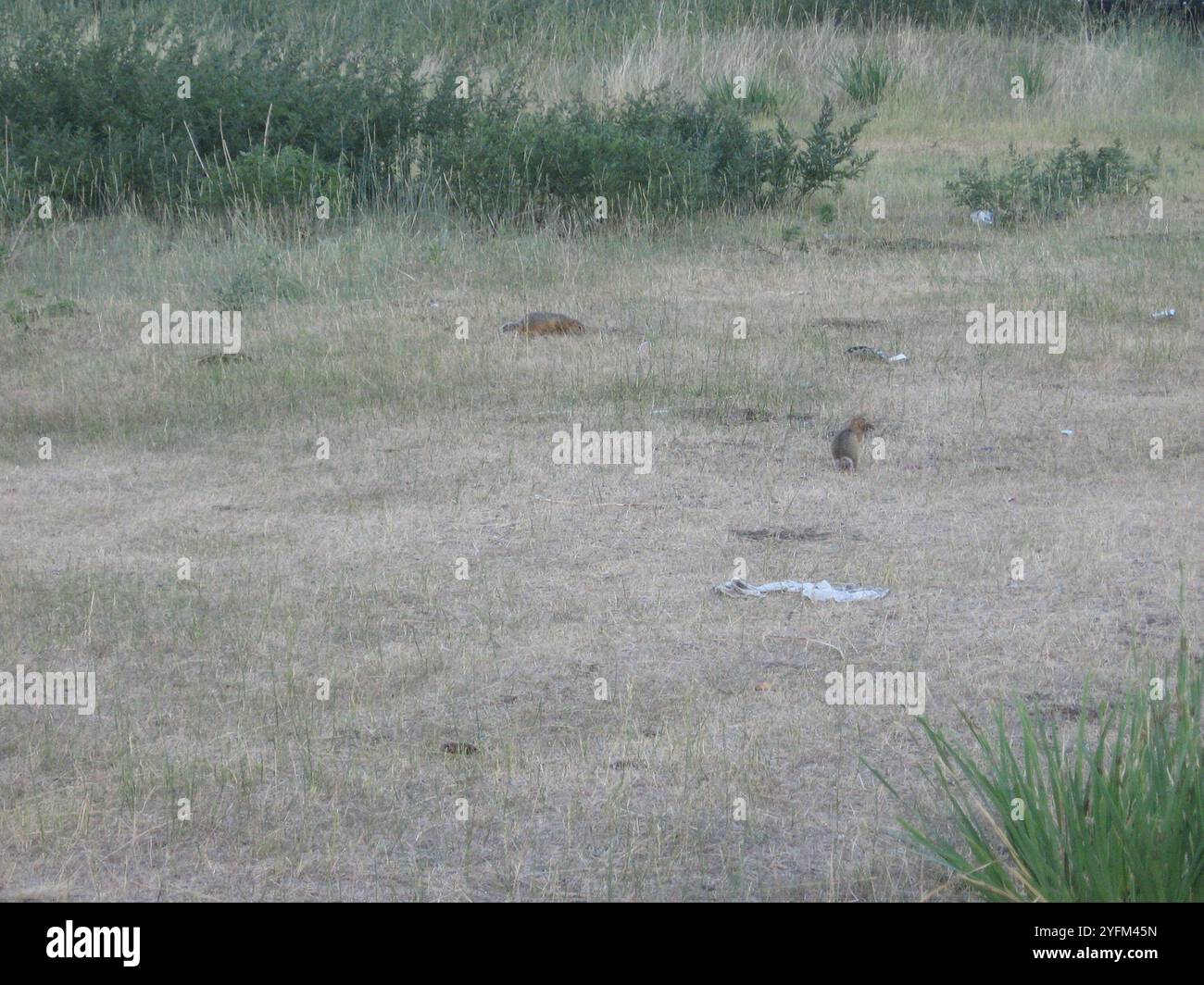 Long-tailed Ground Squirrel (Urocitellus undulatus Stock Photo - Alamy