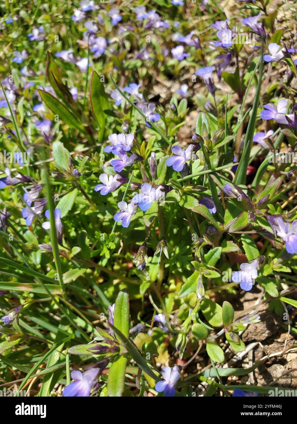 small-flowered blue-eyed mary (Collinsia parviflora Stock Photo - Alamy