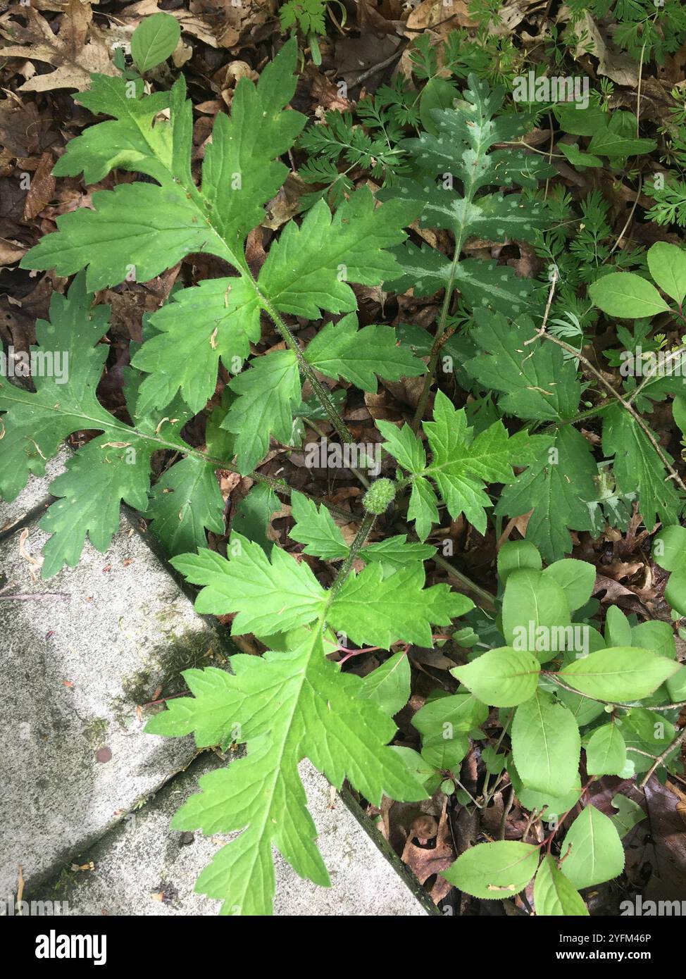 Large-leaf water leaf (Hydrophyllum macrophyllum Stock Photo - Alamy
