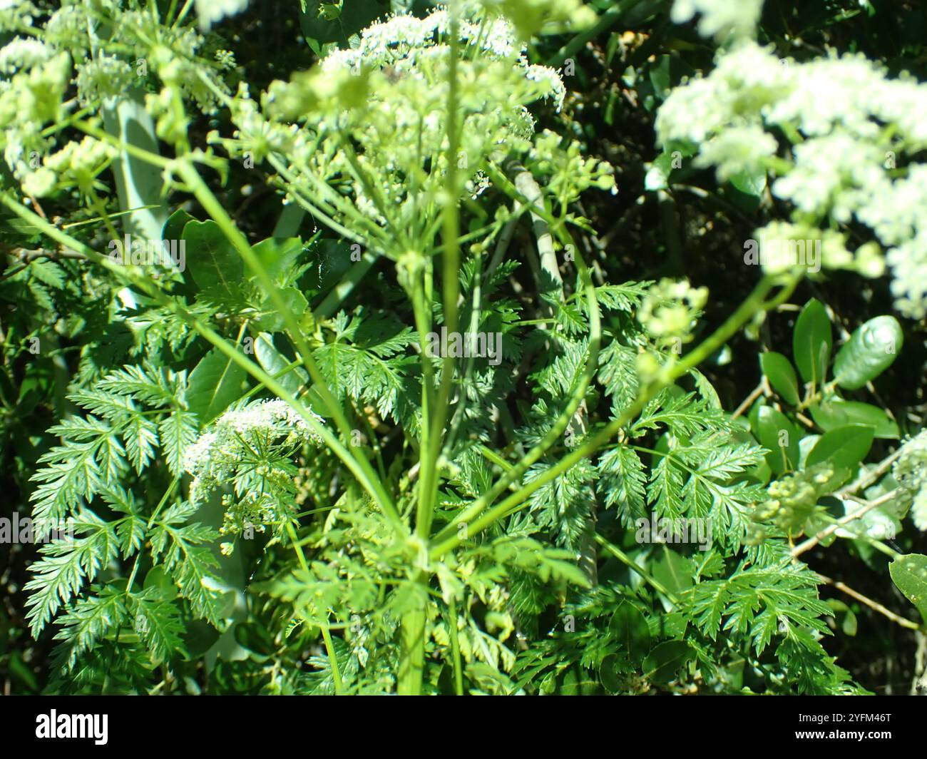 poison hemlock (Conium maculatum Stock Photo - Alamy