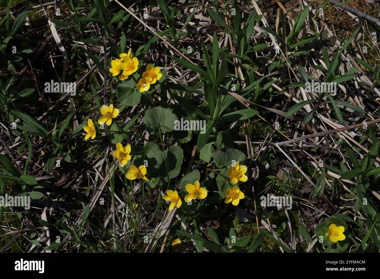 marsh marigold (Caltha palustris Stock Photo - Alamy