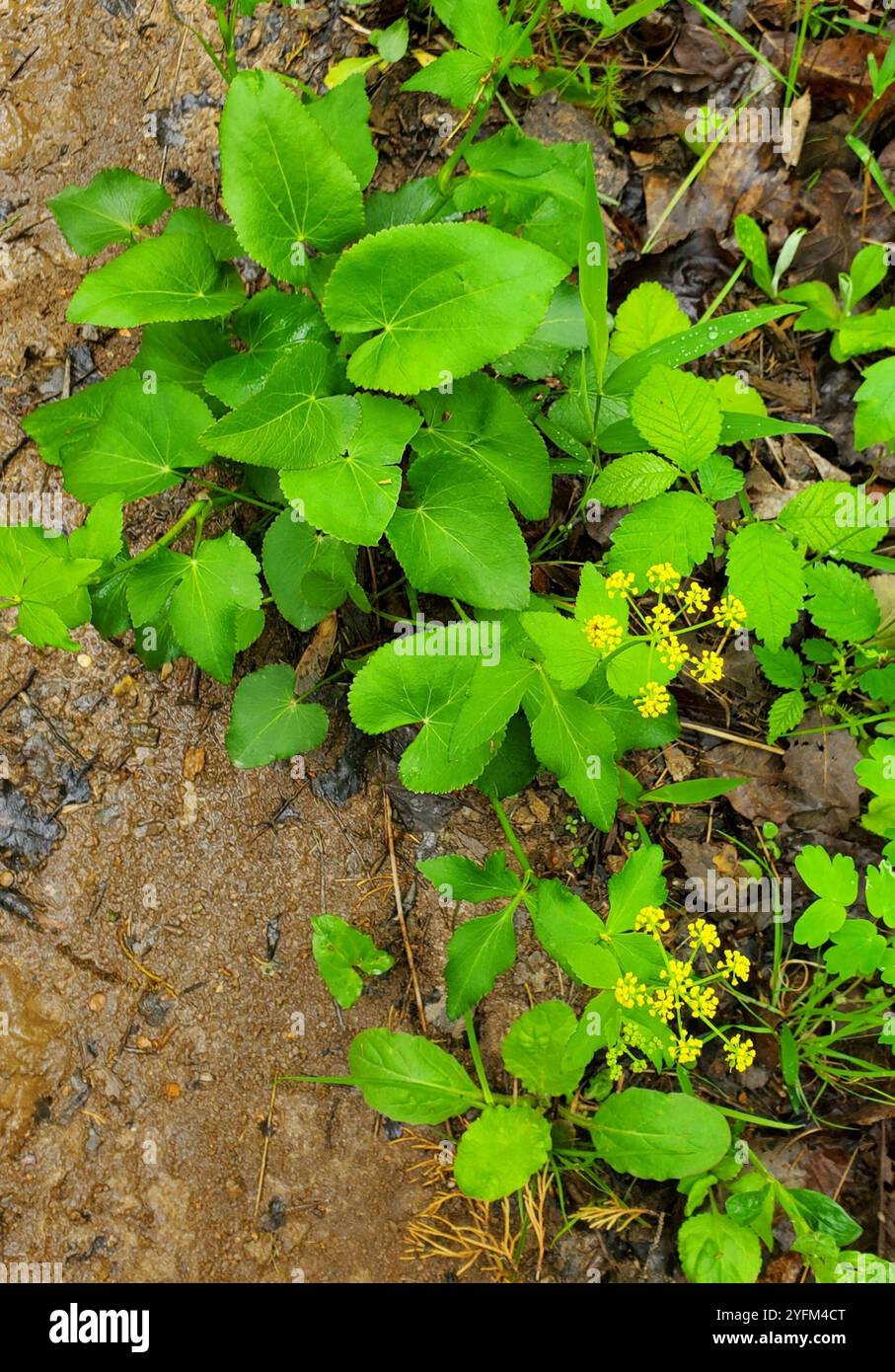 heart-leaf golden Alexanders (Zizia aptera Stock Photo - Alamy