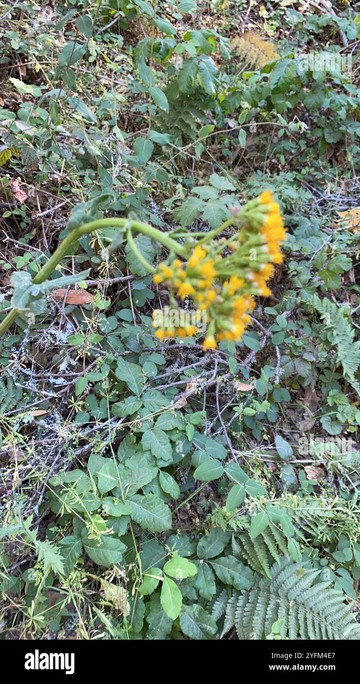 rayless ragwort (Senecio aronicoides Stock Photo - Alamy