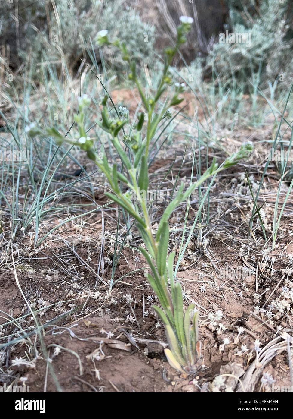 Flatspine Stickseed (Lappula occidentalis Stock Photo - Alamy