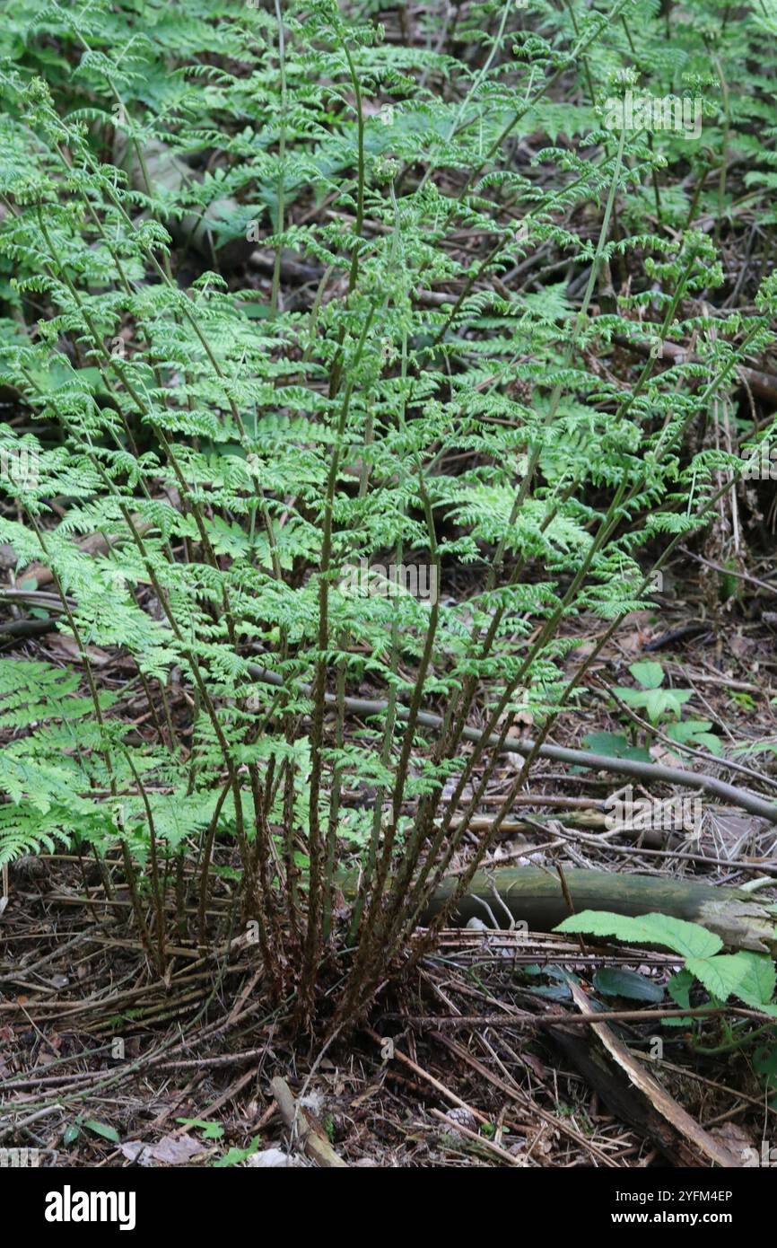 broad buckler-fern (Dryopteris dilatata Stock Photo - Alamy