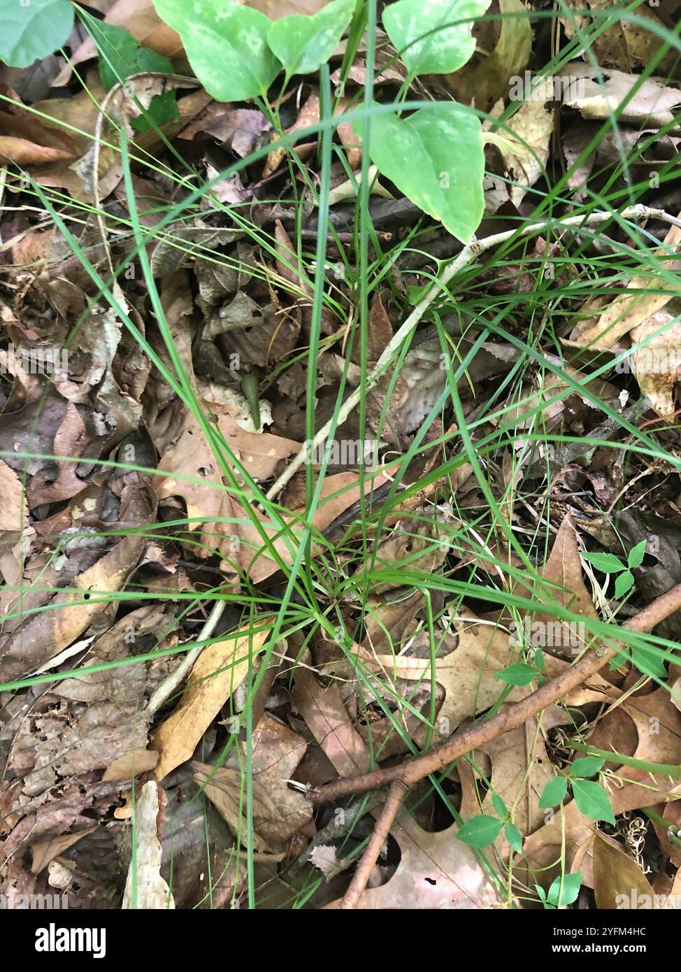 Slender Oak Sedge (Carex albicans australis Stock Photo - Alamy