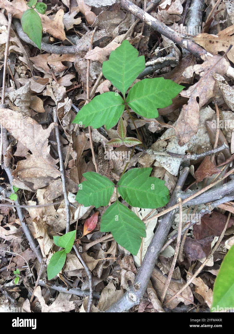 poison ivies and oaks (Toxicodendron Stock Photo - Alamy