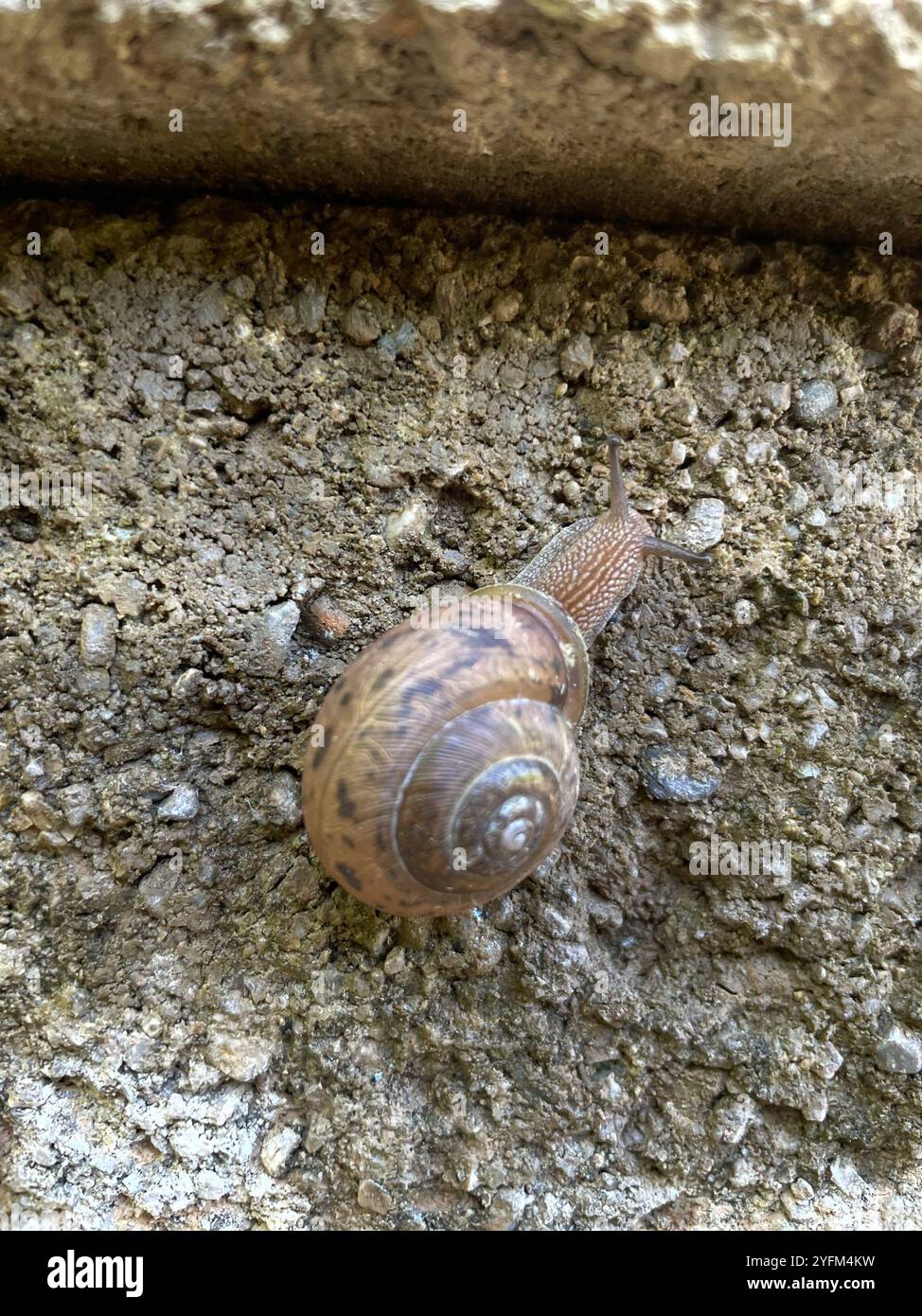 White lip globe hi-res stock photography and images - Alamy