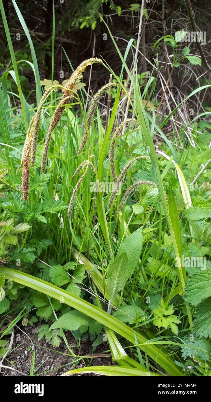 Hanging sedge (Carex pendula Stock Photo - Alamy