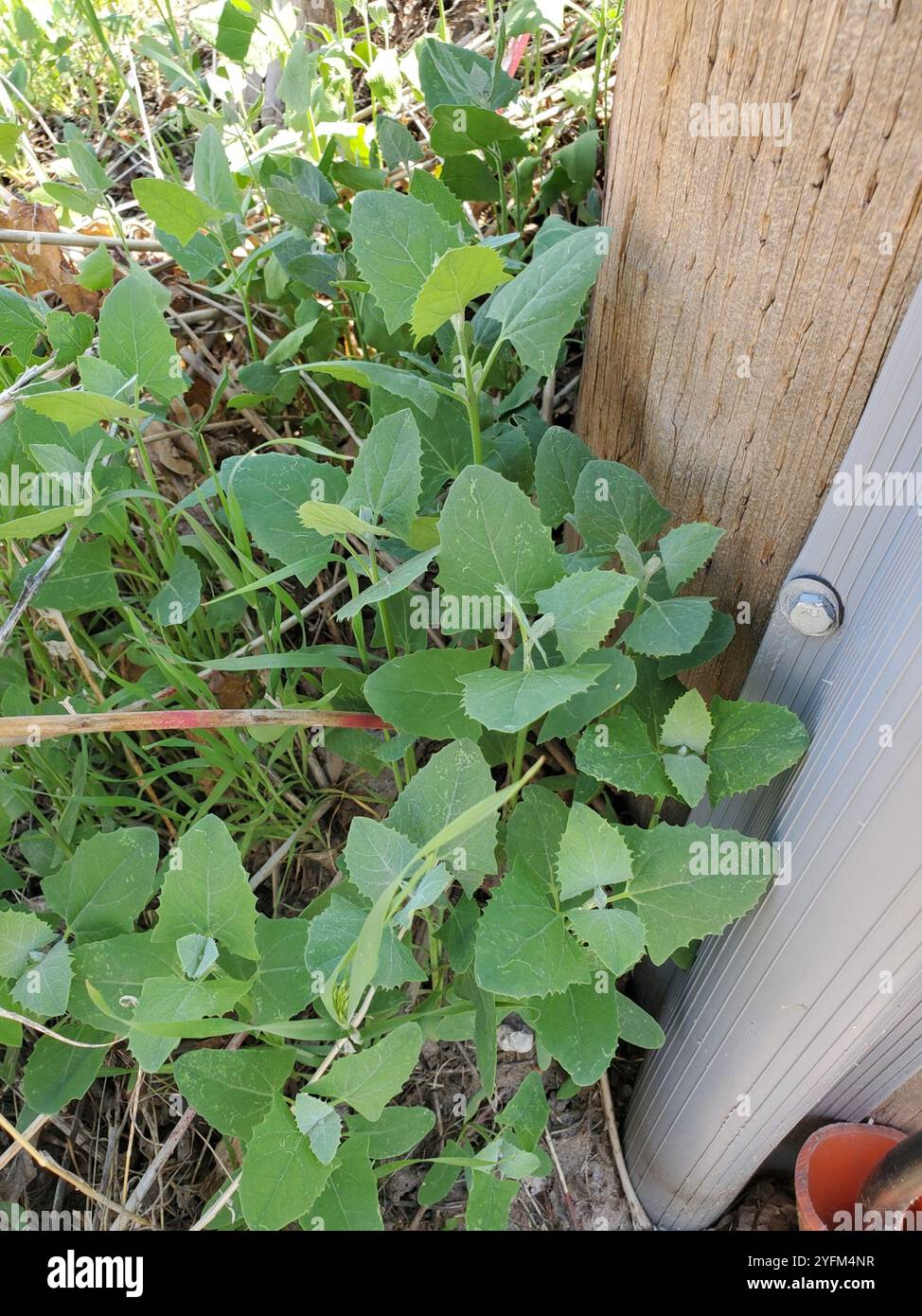 Subfamily chenopodioideae hi-res stock photography and images - Alamy