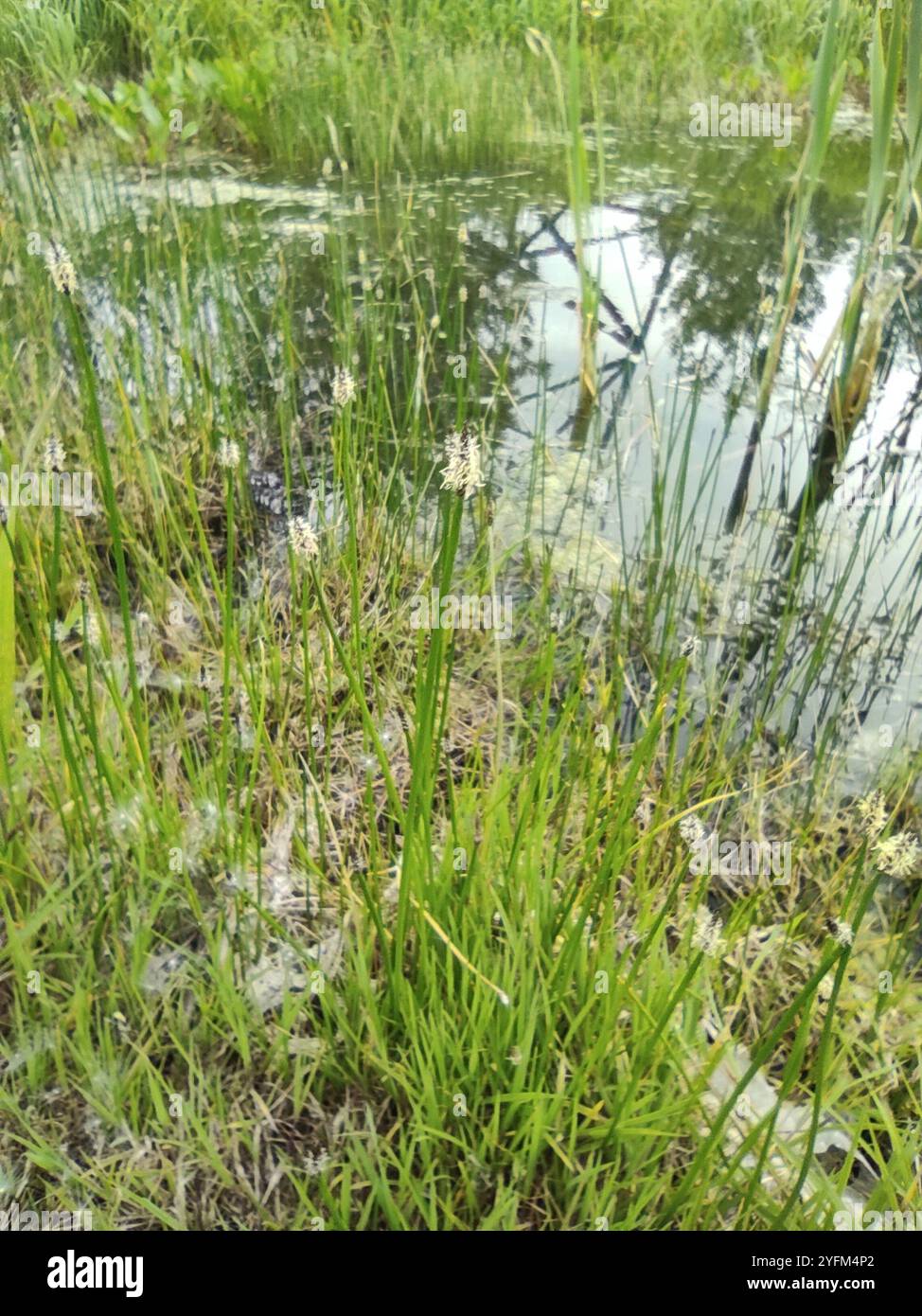 common spikerush (Eleocharis palustris Stock Photo - Alamy