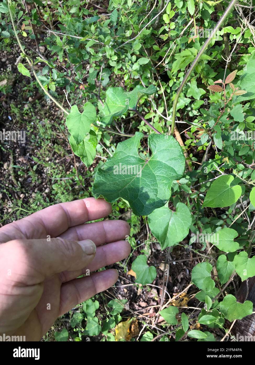 Pearl Milkweed (Matelea reticulata Stock Photo - Alamy