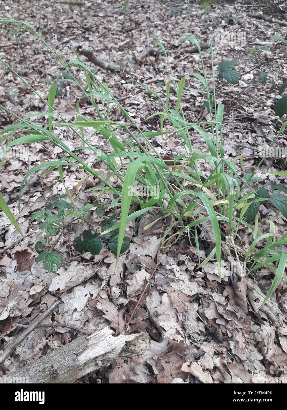 Wood Millet (Milium effusum Stock Photo - Alamy