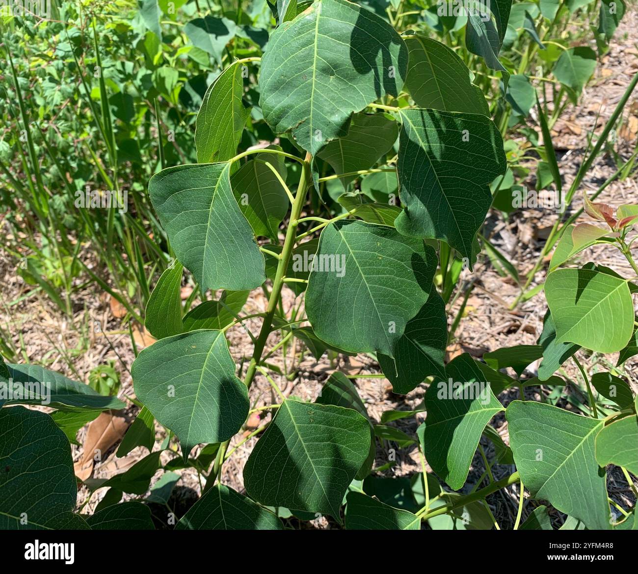 Chinese Tallow (Triadica sebifera Stock Photo - Alamy