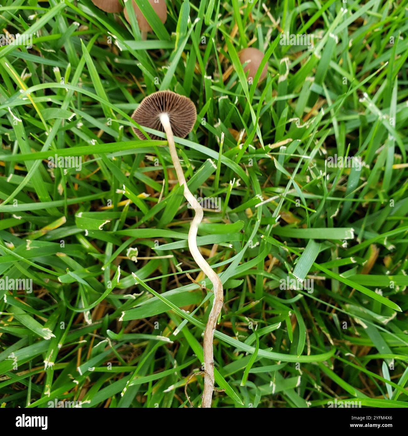 Mowers mushroom panaeolus foenisecii hi-res stock photography and ...