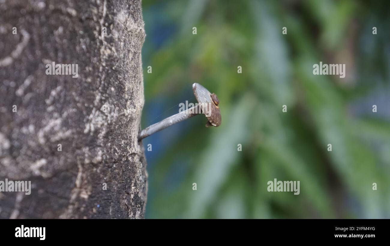 Ironandwood hi-res stock photography and images - Alamy