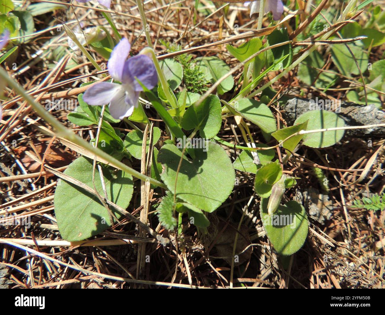 Viola rupestris hi-res stock photography and images - Alamy