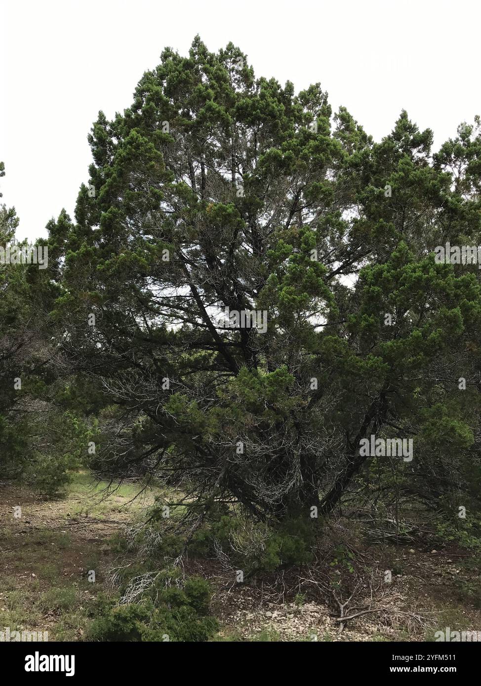 Ashe juniper (Juniperus ashei Stock Photo - Alamy