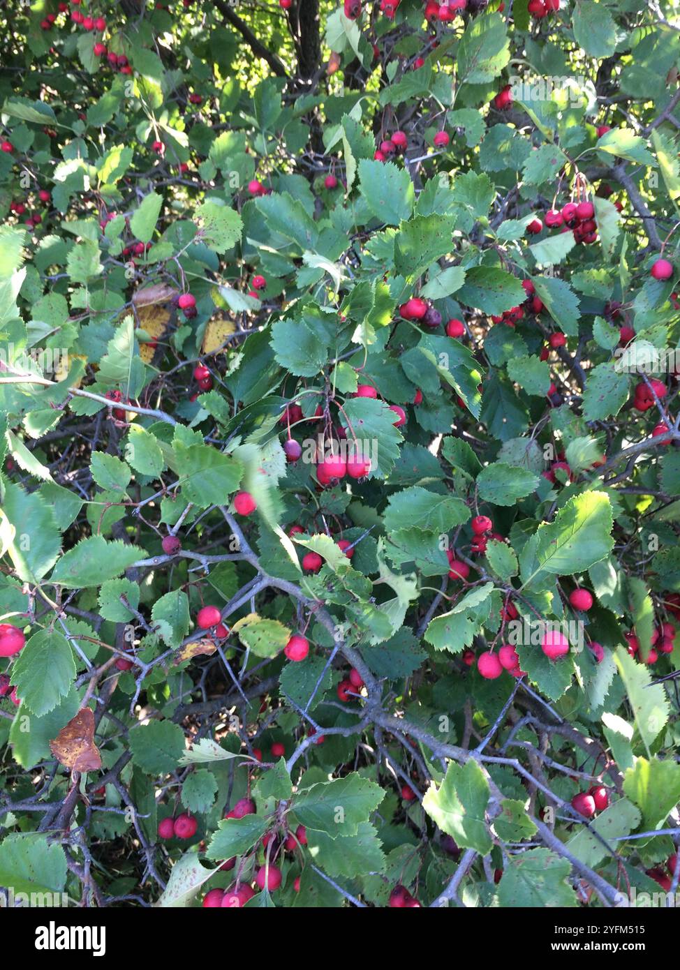 Hairy Cockspurthorn (Crataegus submollis Stock Photo - Alamy