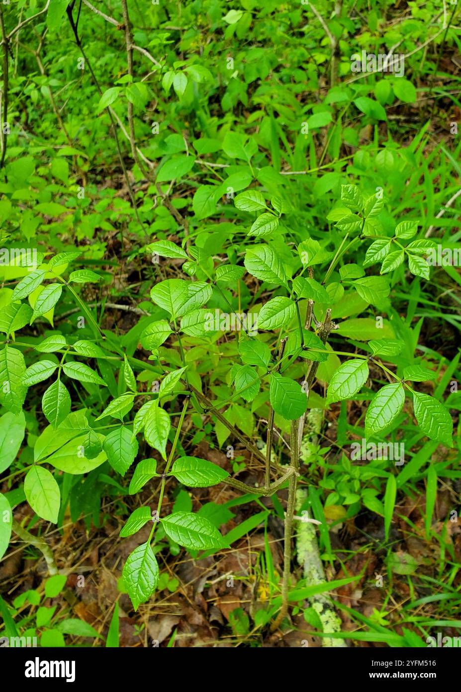 blue ash (Fraxinus quadrangulata Stock Photo - Alamy