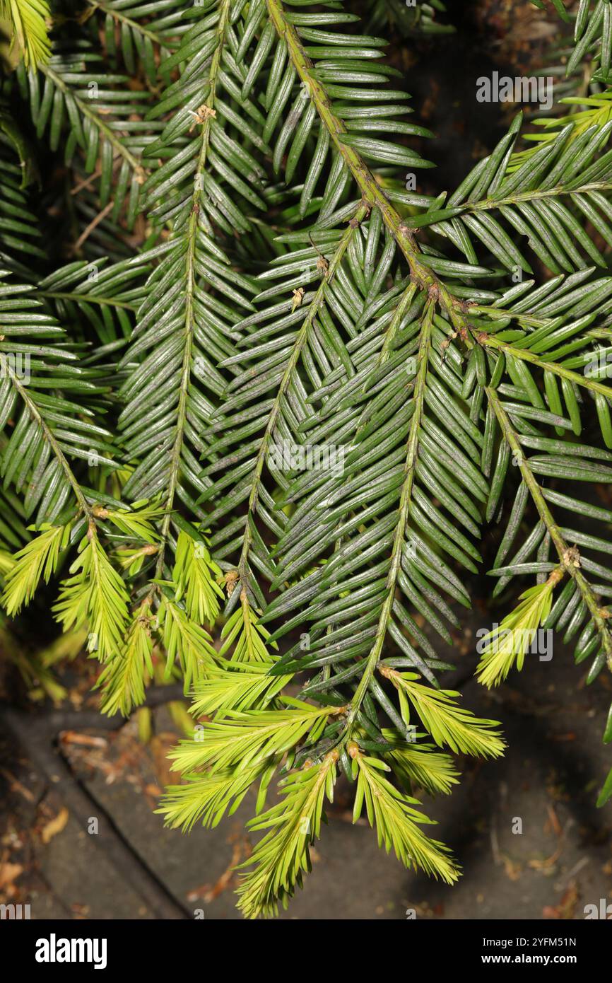common yew (Taxus baccata Stock Photo - Alamy