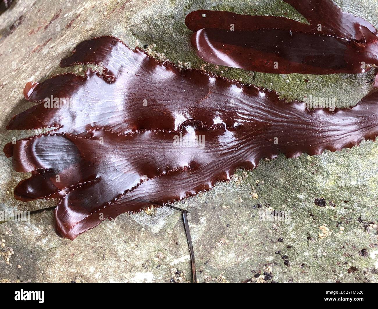 Grape Tongue (Cryptopleura ruprechtiana Stock Photo - Alamy